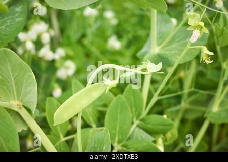 Young peas growing at an organic greenhouse farm, selective focus Stock ...
