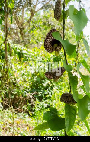 Tropical vines hang from a large tree in The Penang Botanic Gardens ...