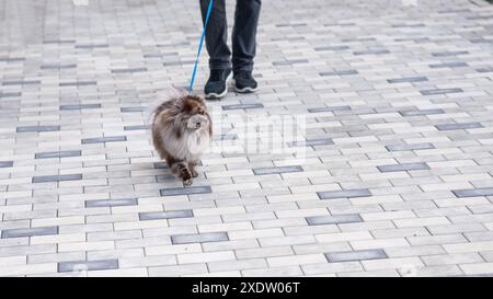 Cute spotted Pomeranian Spitz pulls on a leash on a walk Stock Photo ...
