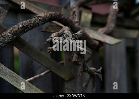 Fence lattice breaking and being pulled off the fence by a thick vine ...