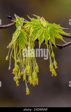 black maple (Acer nigrum Stock Photo - Alamy