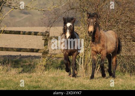 Two Connemara Foals trotting together Stock Photo - Alamy