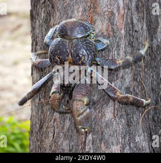 The Coconut or Robber Crab is a land based crustacean and the largest ...