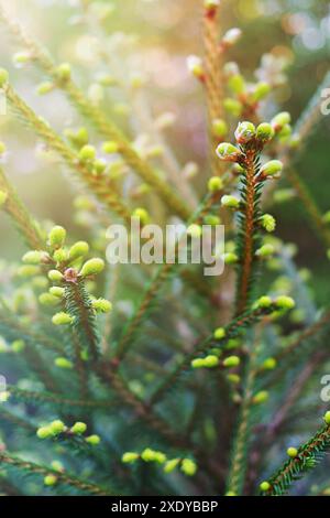 Fir tree branch with young buds Stock Photo - Alamy