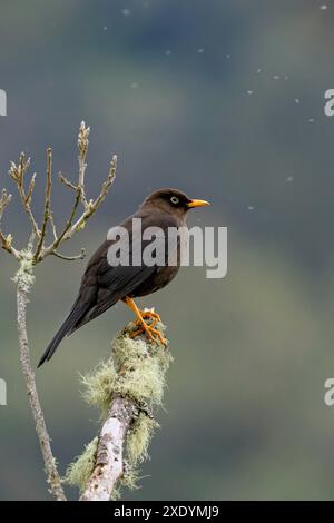 Sooty Thrush, Turdus nigrescens, San Gerardo de Dota, Parque Nacional ...