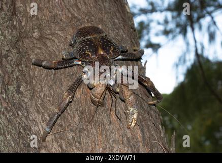 The Coconut or Robber Crab is the largest member of the hermit Crab ...