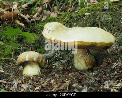 rooting bolete (Boletus radicans, Caloboletus radicans, Boletus albidus ...