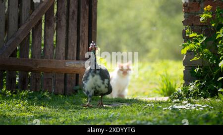 Guinea fowl on the green grass. Guinea fowl - poultry in the village ...