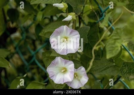 Convolvulus. Species of flowering plants . Common names include ...