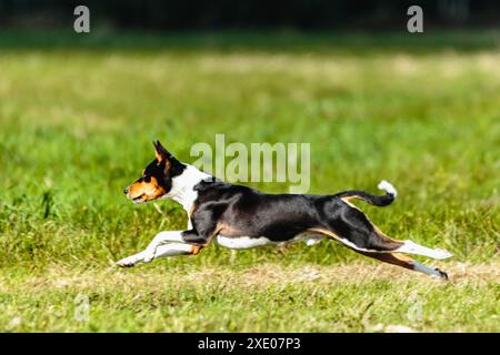 basenji dog lure coursing competition at the finish Stock Photo - Alamy