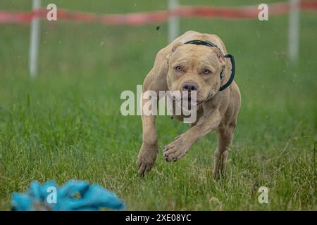 Pit Bull Terrier running and chasing the lure on dog sport Stock Photo ...