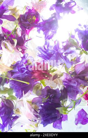 Soft focus image of pink aquilegia flowers in a garden. Common names ...