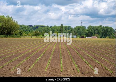 Plantation of young corn field and brown soil at the Flemish ...