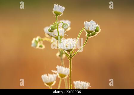 Gypsophila dry romantic little white flowers wallpaper macro Stock ...