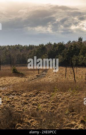 Moorland in Lusatia, the Dubringer Moor 3 Stock Photo - Alamy