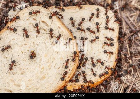 Macro picture with a lot of ants that are located on a slice of bread ...
