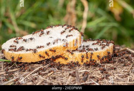 The macro picture shows a slice of bread with many ants on it, the ants ...