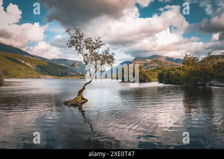 The Lonely tree in Padarn lake, Llanberis, Gwynedd, North Wales, Great ...