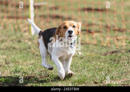 Beagle dog running and chasing coursing lure on green field Stock Photo ...