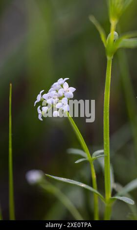 Common Marsh-bedstraw (Galium palustre Stock Photo - Alamy