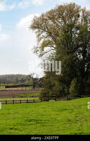 Green meadows and trees at the Flemish countryside in Beveren, East ...