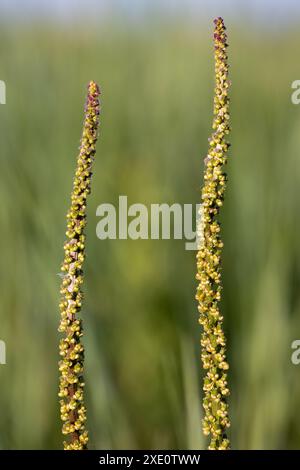 Common arrowgrass flowering Stock Photo - Alamy