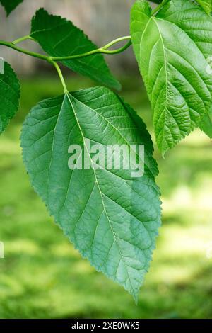 Morus latifolia "Spirata" Leaves Foliage Stock Photo - Alamy