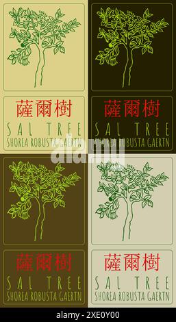 Vector drawing SAL TREE in Chinese. Hand drawn illustration. The Latin ...