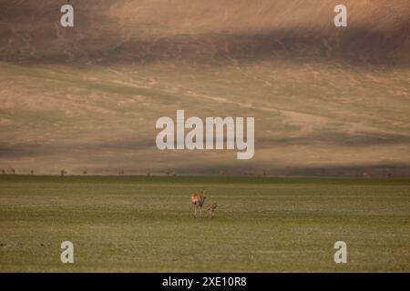 Nagqu, China's Xizang Autonomous Region. 9th June, 2024. Black-necked ...