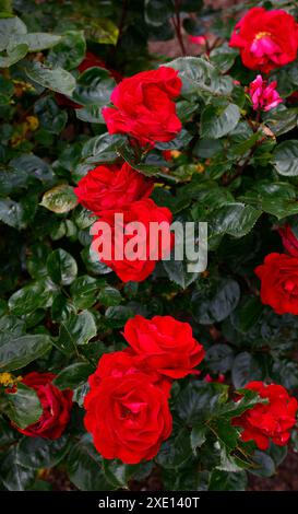 Closeup of the double red flower of the repeat flowering garden ...