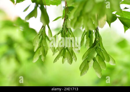 Ash-leaved maple twig with young seeds Stock Photo - Alamy