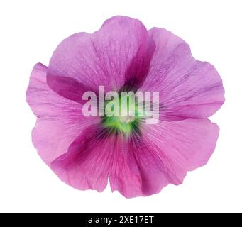 A single, vibrant pink and magenta daisy-like flower is photographed in ...