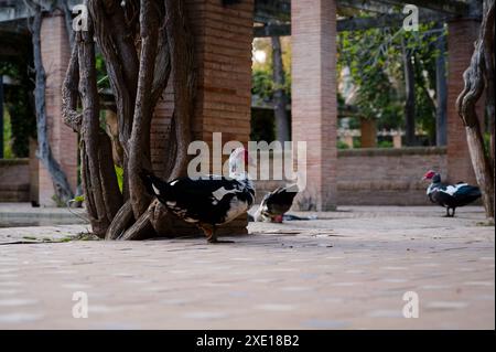 Standing duck near tree trunks and brick columns in Maria Luísa park ...