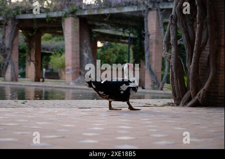 Standing duck near tree trunks and brick columns in Maria Luísa park ...