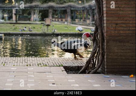 Standing duck near tree trunks and brick columns in Maria Luísa park ...
