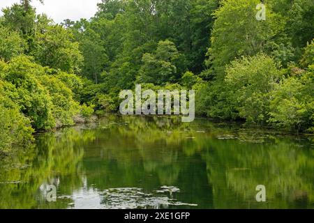 Landscape in the Magnolia Springs State Park in Georgia Stock Photo - Alamy