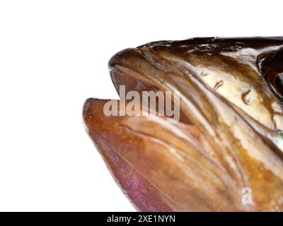 Ichthyology, morphology of fish. Fish mouth, mouthparts. European Perch ...