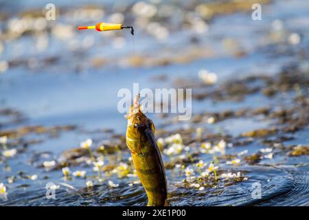 Fishing with a float rod, small bream Stock Photo - Alamy