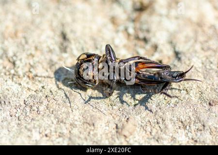 An outer layer of skin of Field cricket (Gryllus campestris). Ecdysis ...