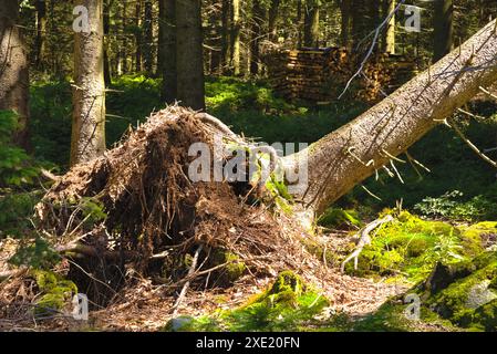 Root stock in uprooted tree after storm - forest damage Stock Photo - Alamy