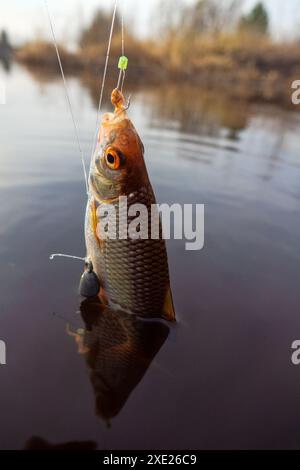 Roach. Gambling fishing on the river in the evening. Leger rig evening ...