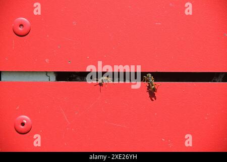 House wasps guard the entrance to the nest Stock Photo - Alamy