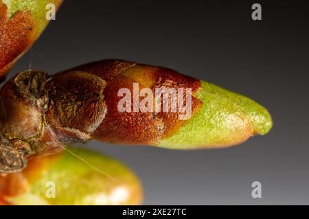 Plant phenology, the alchemy of spring. Tree vegetative bud, leaf bud ...