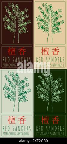Vector drawing RED SANDERS in Chinese. Hand drawn illustration. The ...