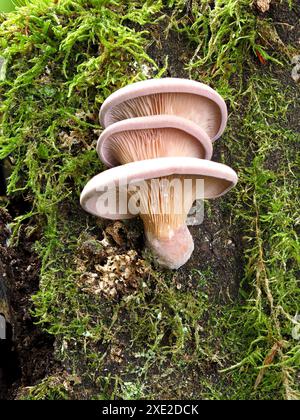 Lilac oysterling (Panus conchatus Stock Photo - Alamy