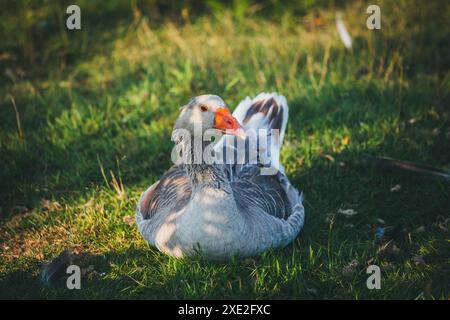 Österreichische Landgans (Austrian Land Goose, Austrian Country Goose ...