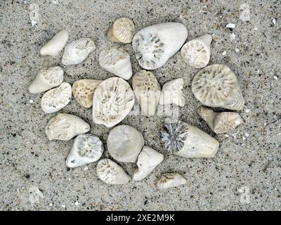 Fossilized coral branches, fragments offer insights into ancient marine ...