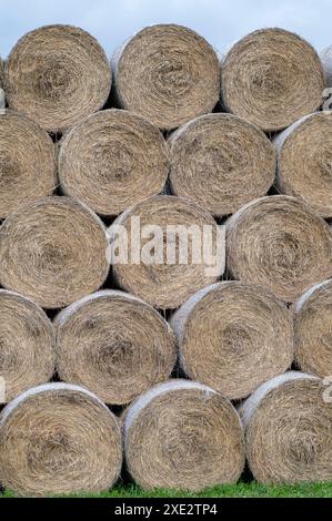 An agricultural field with haystacks, stack of round hay balls Stock ...