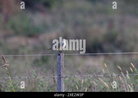 calandria mockingbird, a species of cuicacoches and mulattoes. Large ...