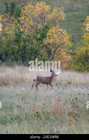 A view of a beautiful mule deer in a Grand Teton National Park, USA ...